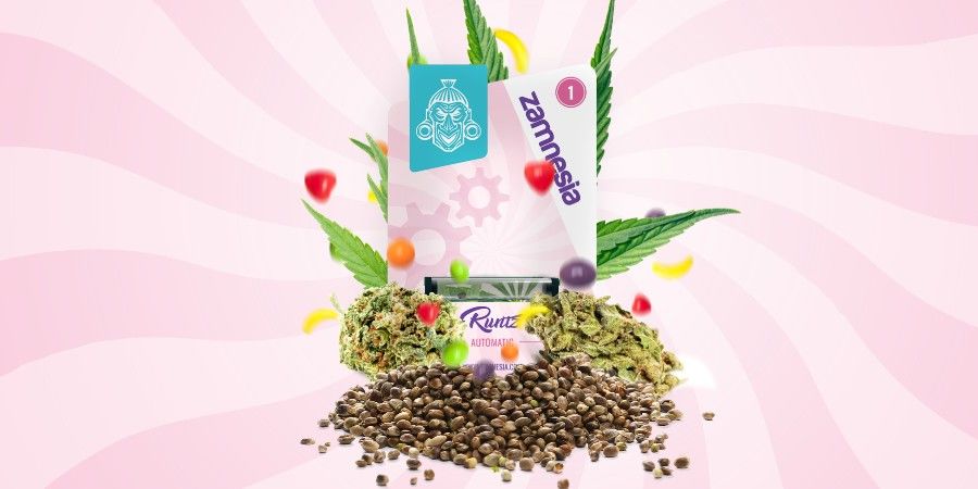 Runtz Automatic | Zamnesia Seeds | Cannabis Seeds - Zamnesia USA